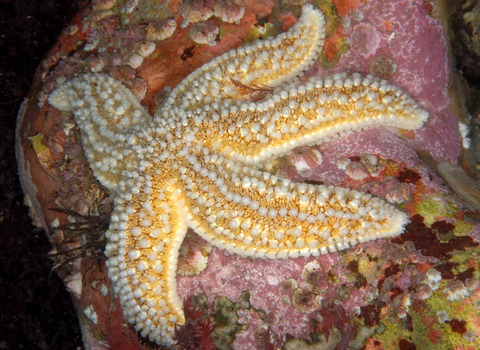 Common starfish | The Great Fen